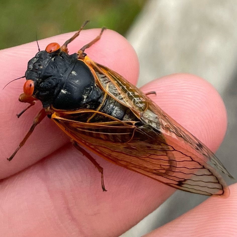 Periodical Cicadas from Roy C Blackwell Forest Preserve, Warrenville ...