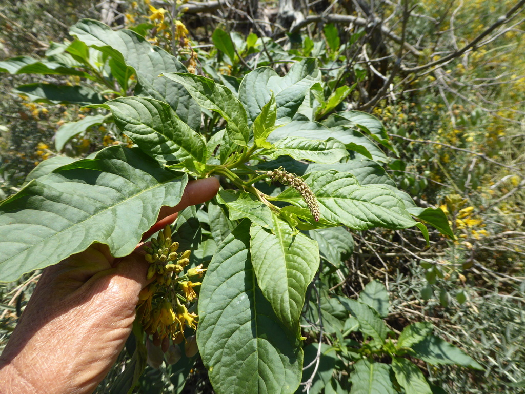 Tropical Pokeweed from Palm City, San Diego, CA, USA on May 30, 2024 at ...