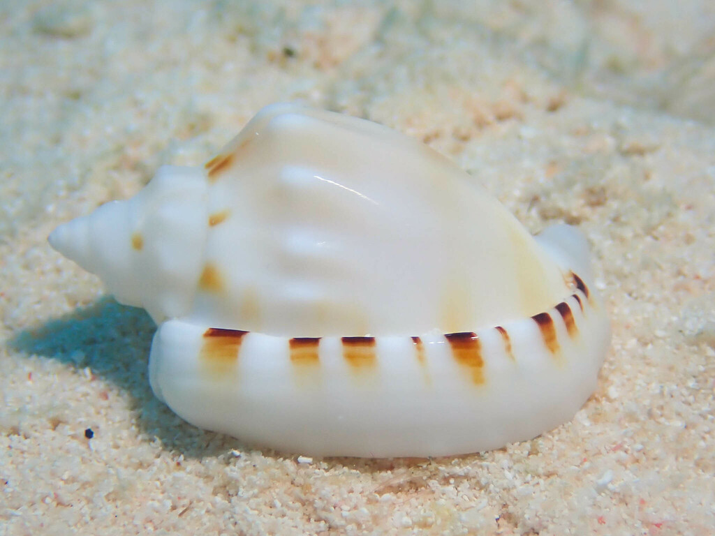 Heavy Bonnet Snail from RIK01, Rongerik, Îles Marshall on May 21, 2024 ...