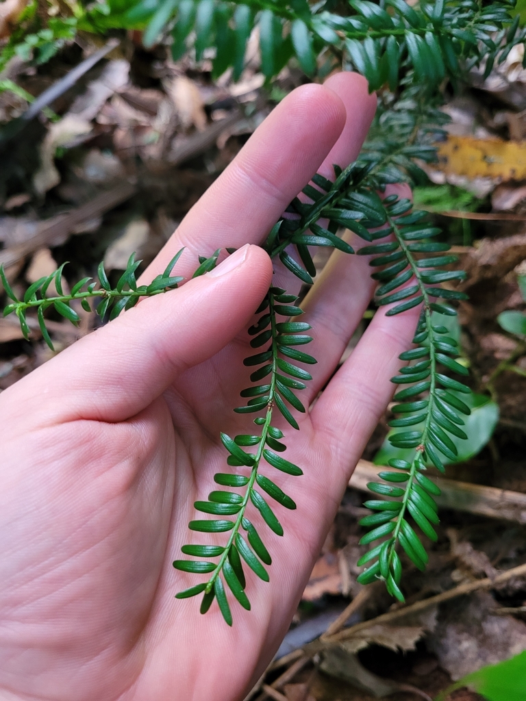 common yew from Victoria Road (near 32), New Plymouth Central, New ...