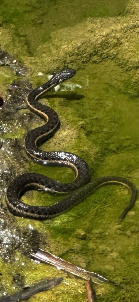 Two-striped Garter Snake in May 2024 by thenatureohana · iNaturalist