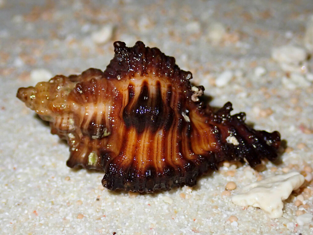 The Burnt Murex from Rongerik, Îles Marshall on May 22, 2024 at 09:22 ...