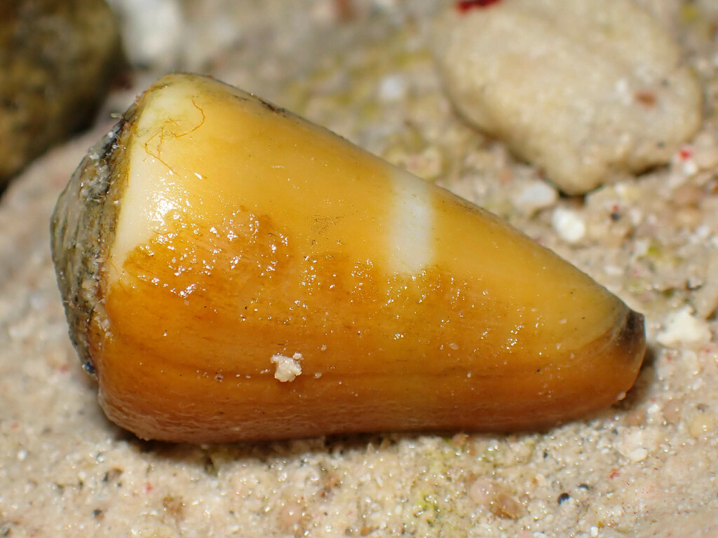 Yellow-Tinged Cone from RIK01, Rongerik, Îles Marshall on May 22, 2024 ...