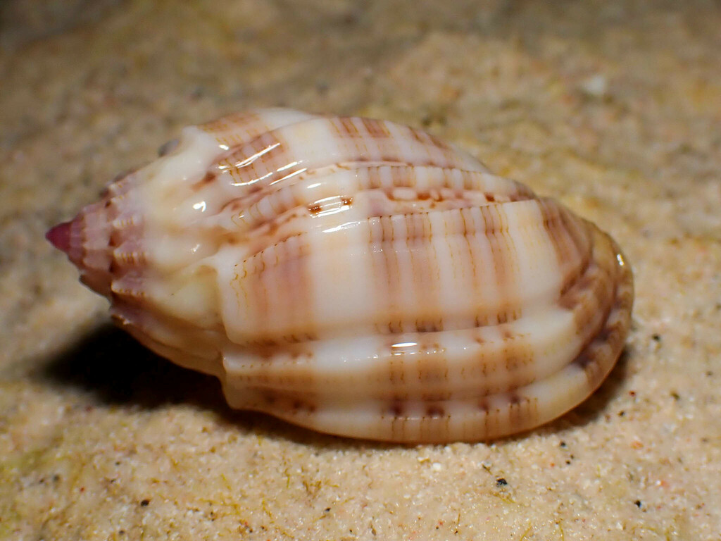 minor harp from RIK01, Rongerik, Îles Marshall on May 22, 2024 at 09:57 ...