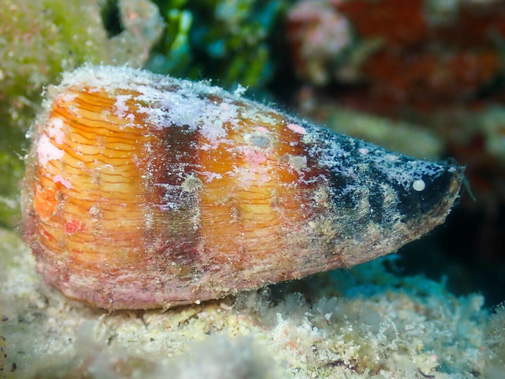 Mile Cone from RIK01, Rongerik, Îles Marshall on May 24, 2024 at 04:57 ...