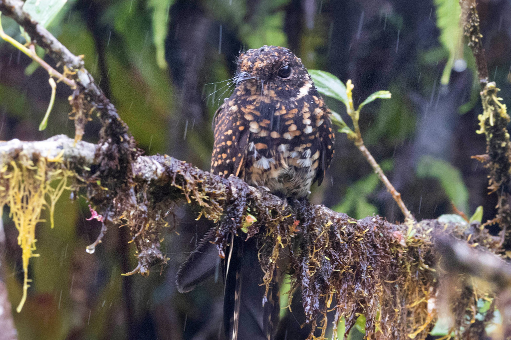 Swallow-tailed Nightjar from Pueblo Rico, Risaralda, Colombia on May 23 ...