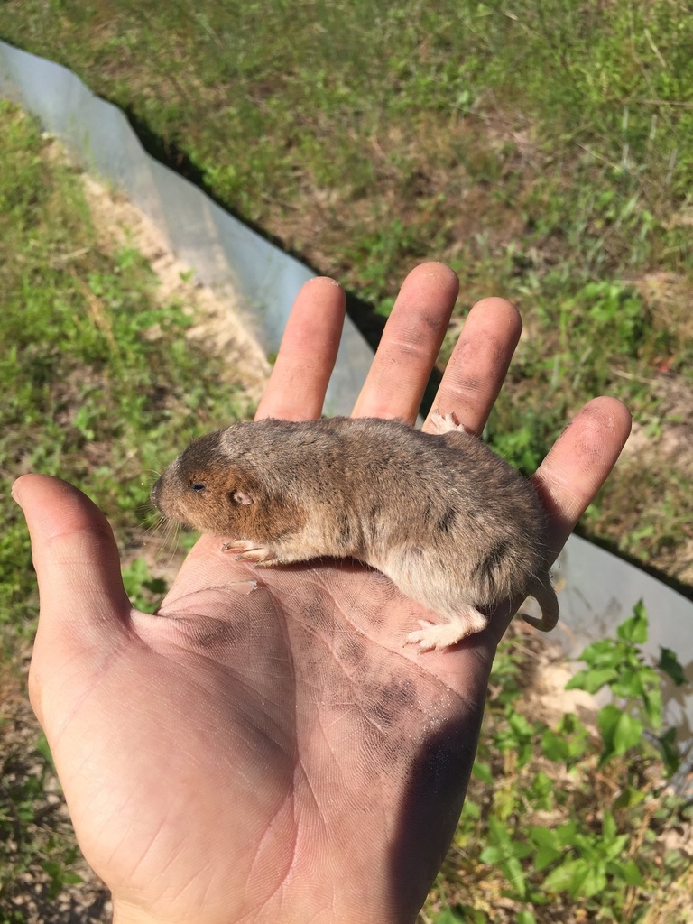 Attwater's Pocket Gopher (Geomys attwateri) - Know Your Mammals
