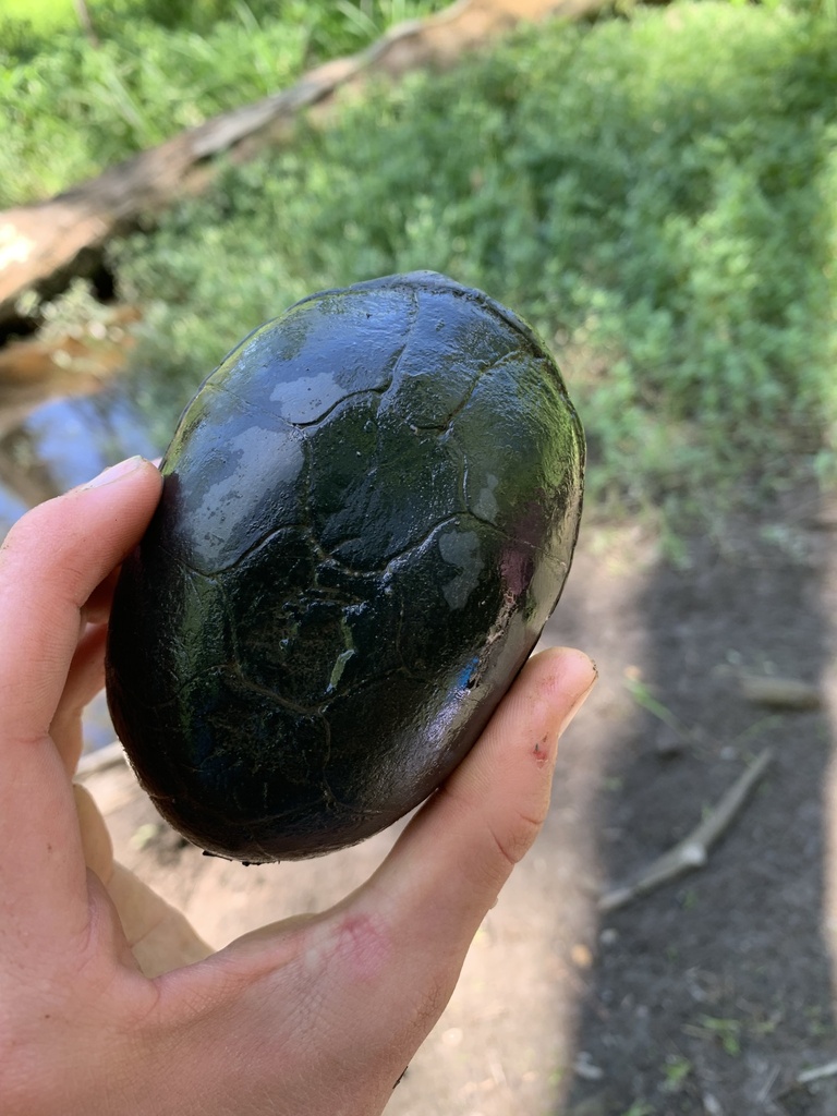 Southeastern Mud Turtle in May 2024 by Michael Rice · iNaturalist