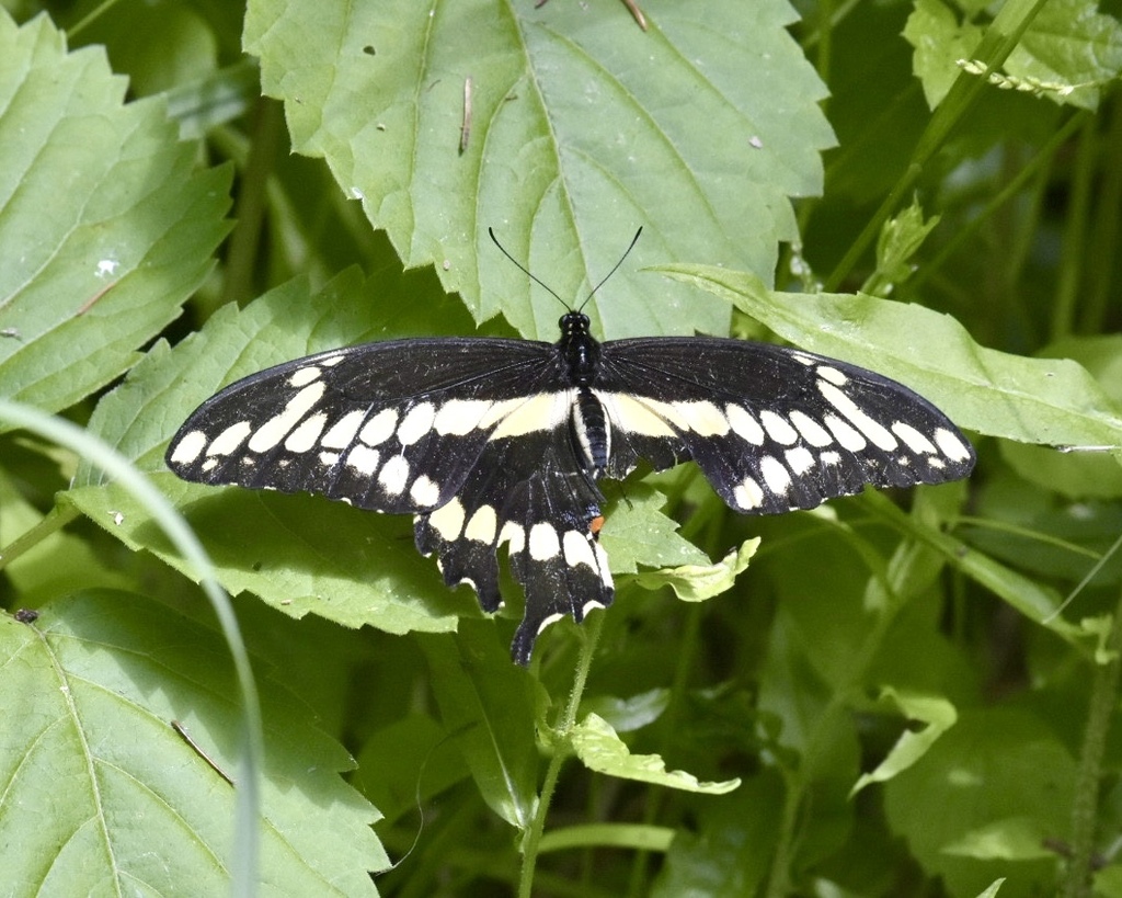Eastern Giant Swallowtail from Perth Wildlife Reserve, 100 Wild Life Rd ...