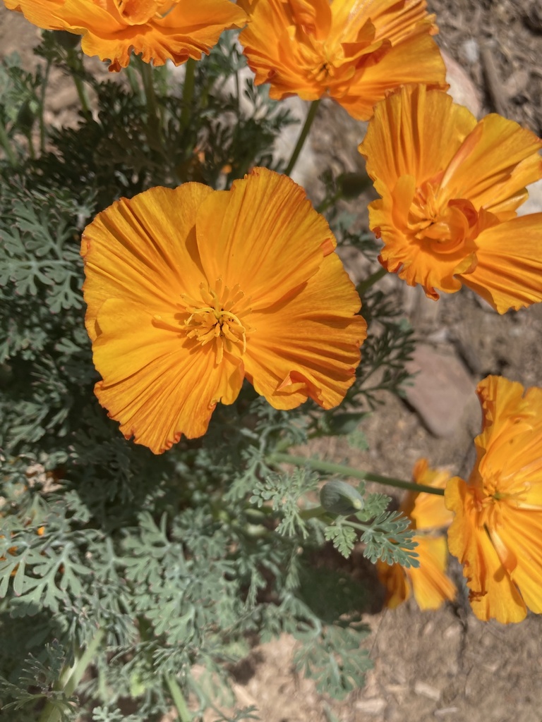 California poppy from San Timoteo Canyon, Redlands, CA, US on May 17 ...