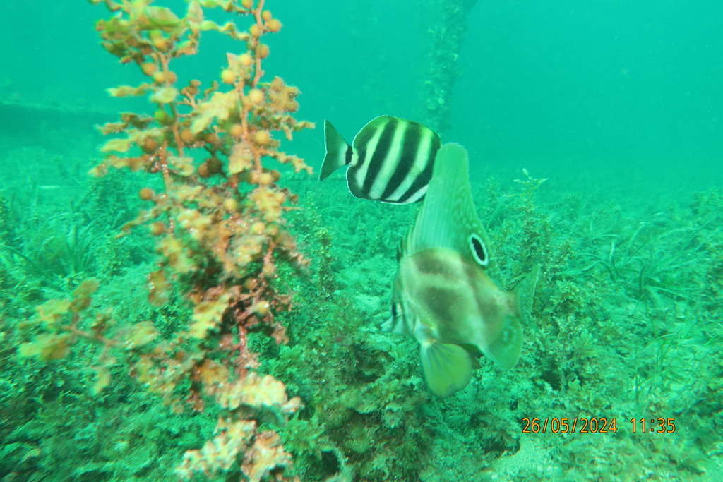 Moonlighter from Rapid Bay jetty South Australia on May 26, 2024 at 11: ...