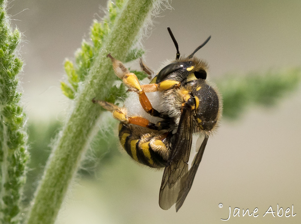 European Woolcarder Bee from Richland, WA, USA on May 29, 2024 at 10:57 ...