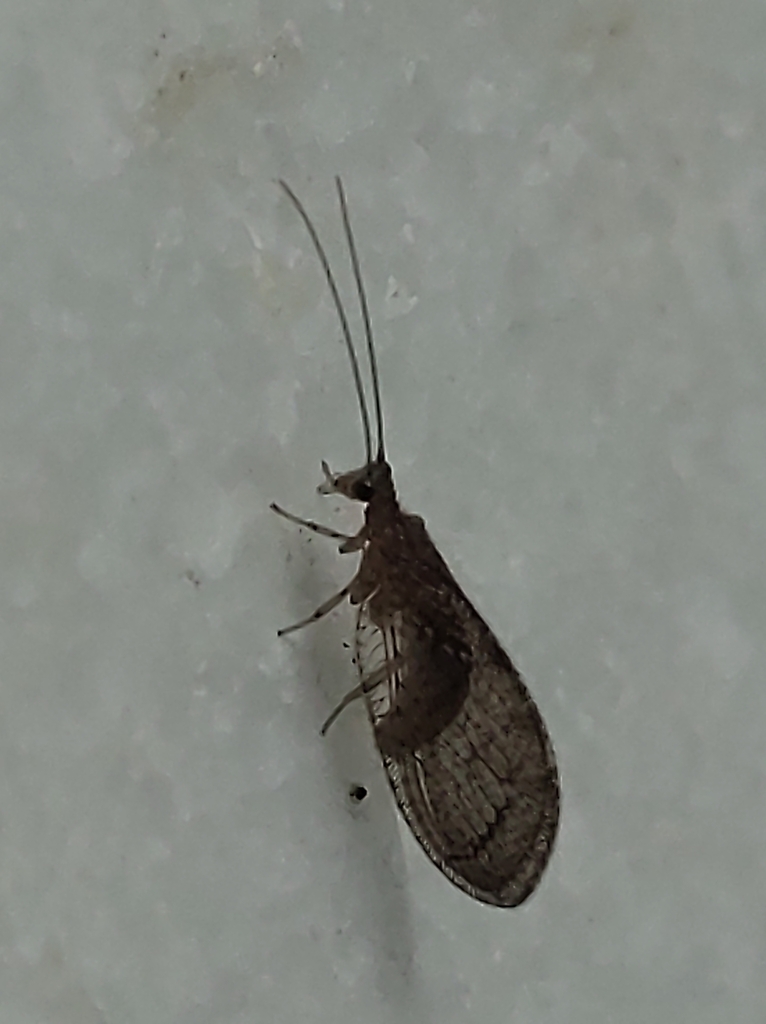 Nusalala tessellata from Quadra - Asa Norte CLN 202 BL A Sala 103 - Asa ...