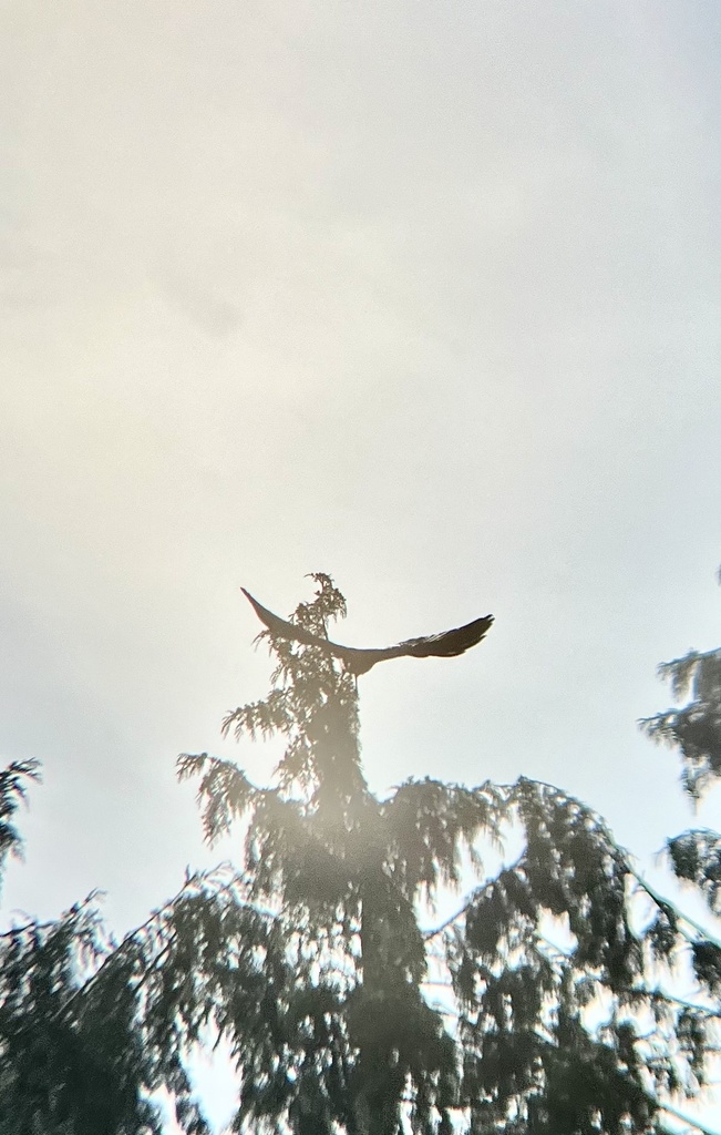 Common Raven from Washington Park Arboretum, Seattle, WA, US on May 30 ...
