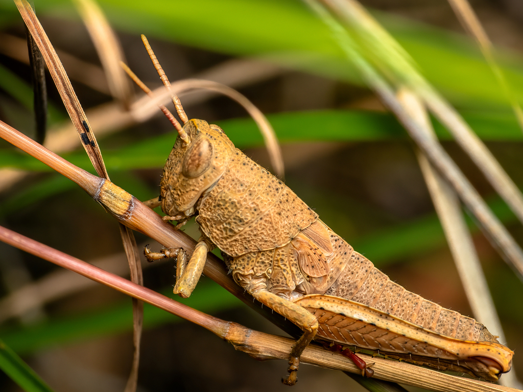 Mountain Grasshopper from Baluk Willam Nature Conservation Reserve ...