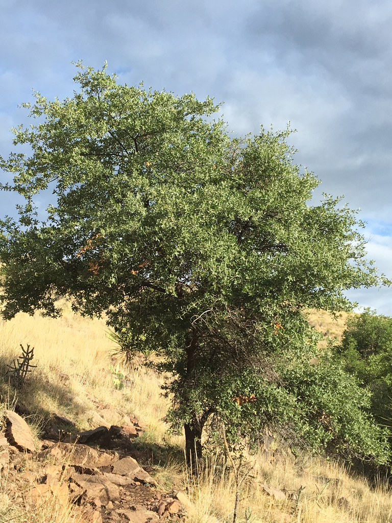 Emory oak from Davis Mountains State Park, Fort Davis, TX, US on June 2 ...
