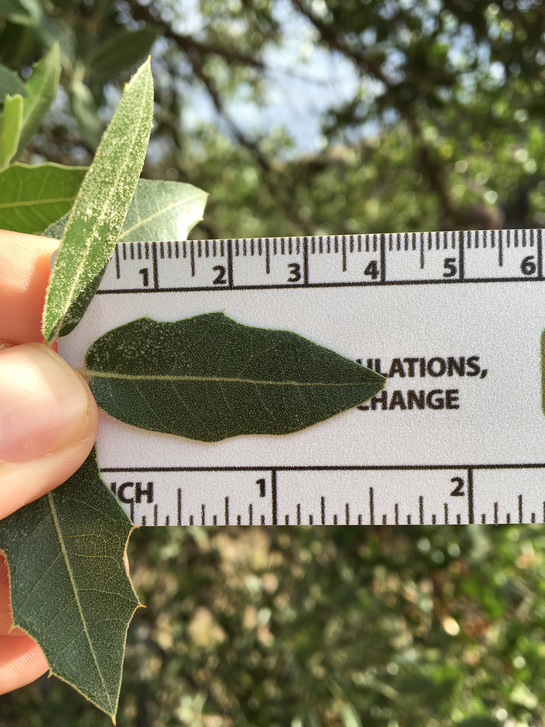 Emory oak (Quercus emoryi) - Botanical Realm