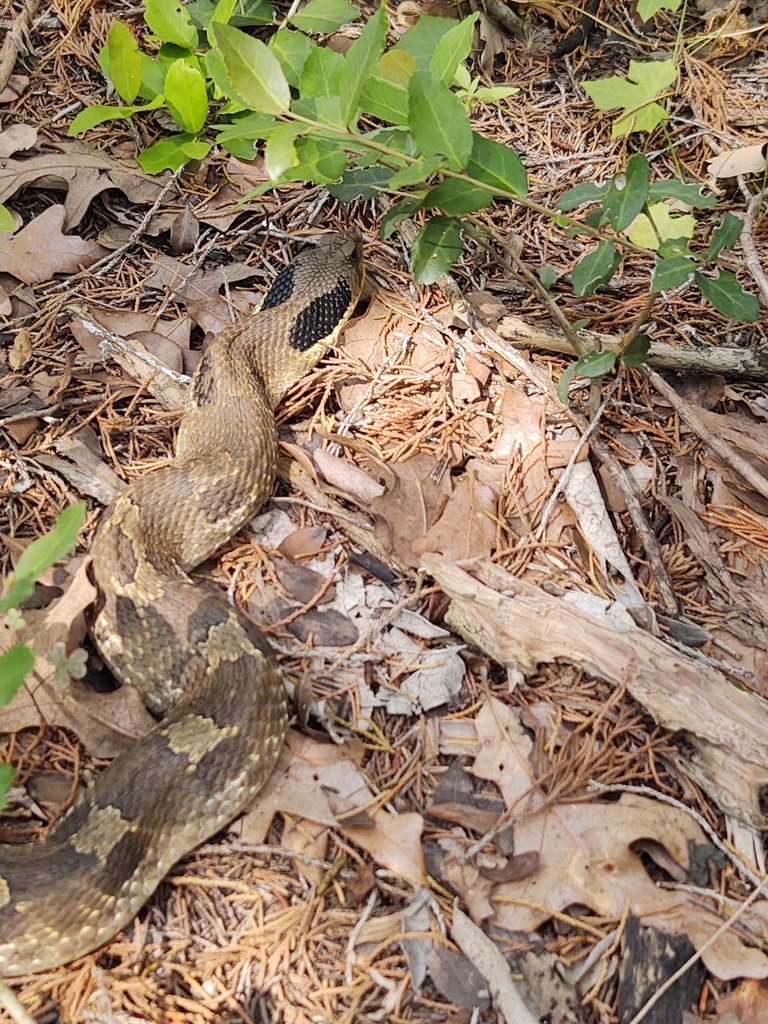 Eastern Hognose Snake from Cedar Creek, TX 78612, USA on May 28, 2024 ...