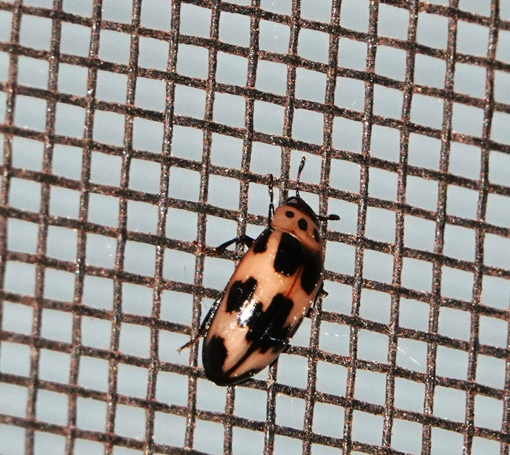 Four-spotted Fungus Beetle from Bethany, CT 06524, USA on May 29, 2024 ...