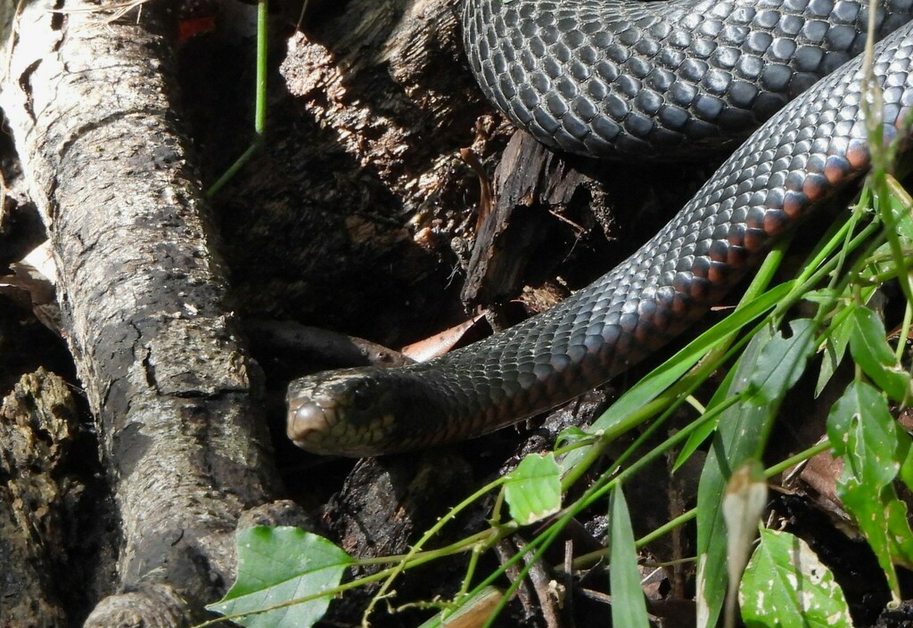 Red-bellied Black Snake from Cape Conway QLD 4800, Australia on May 31 ...