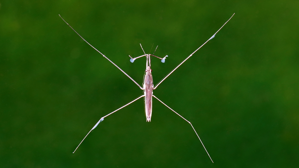 Giant Water Strider from 336台灣桃園市復興區 on March 22, 2023 at 11:06 AM by ...