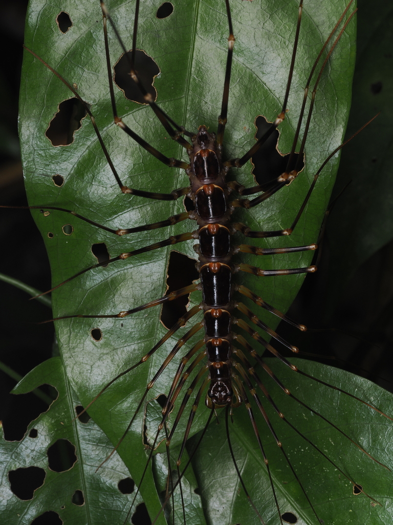 Long-legged Centipede from Kapuas, Kalimantan central, Indonésie on ...