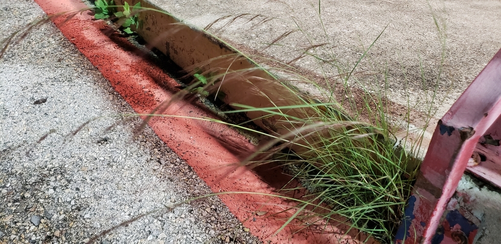 Purple Threeawn from Colorado Blvd. & San Jacinto Blvd., Denton, Denton ...