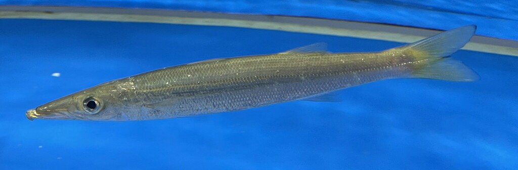 Striped Barracuda (Sphyraena pinguis) - Marine Life Identification