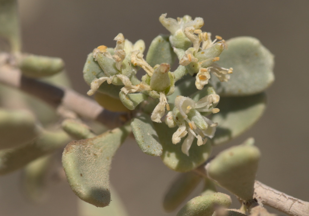 salt tree from Be'er Sheva, Israel on July 9, 2022 at 08:09 AM by Stan ...