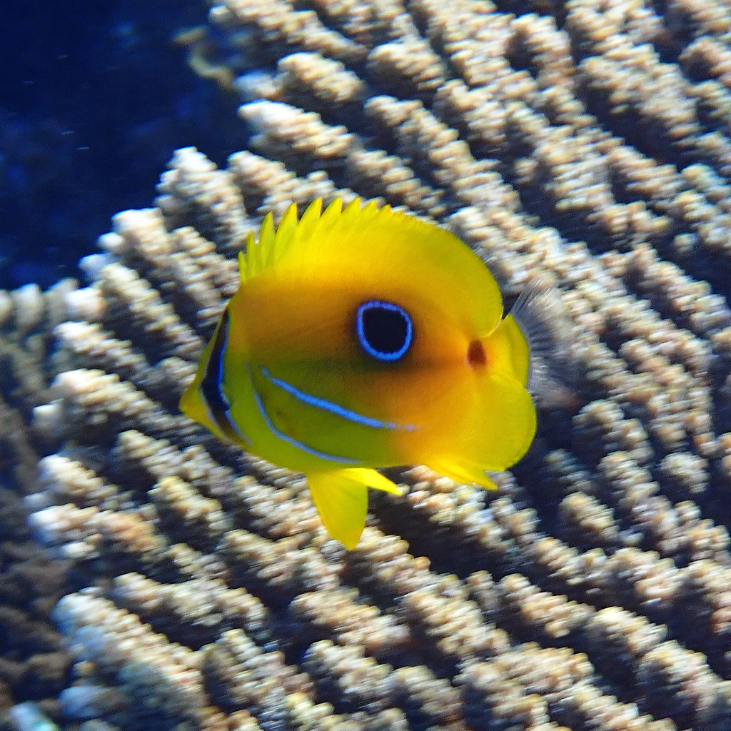 Eclipse Butterflyfish from Slaughter Bay, Kingston 2899, Norfolk Island ...