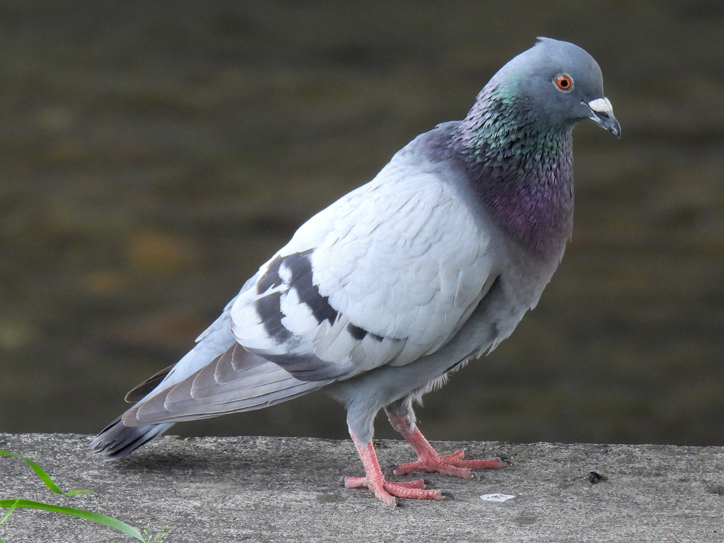 Feral Pigeon from Owadamachi, Hachioji, Tokyo 192-0045, Japan on May 30 ...