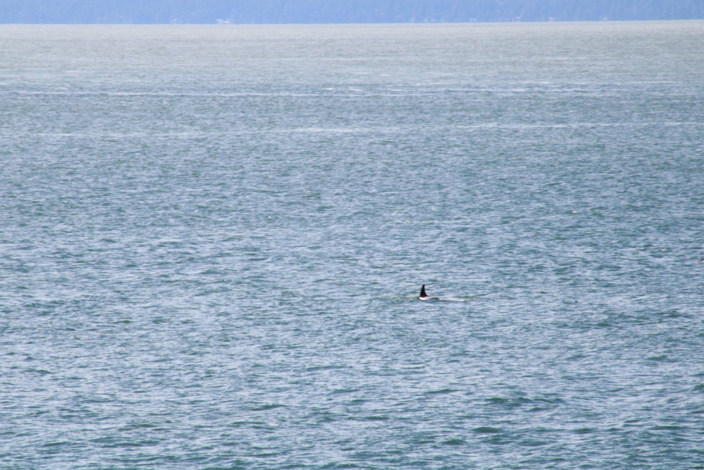 Orca in May 2024 by Lee Cornish · iNaturalist