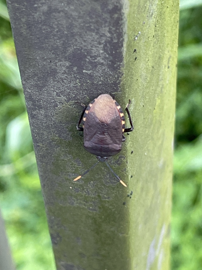 Coridius chinensis from 臺灣島, 汐止區, NWT, TW on May 31, 2024 at 06:52 AM ...