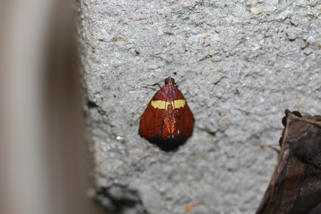 Scaly-legged Pyralids from Cachoeiras de Macacu - State of Rio de ...