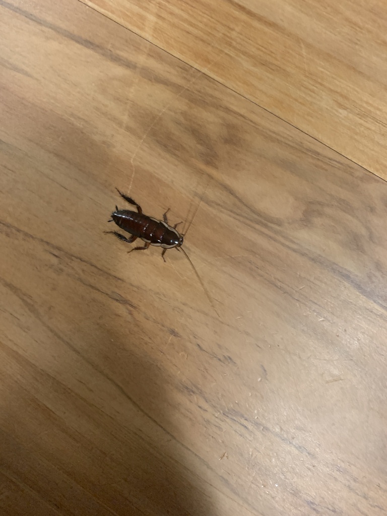 Gisborne Cockroach from South Island / Te Waipounamu, Nelson, Nelson ...