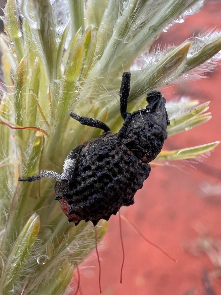 Leptopius from Sturt National Park, Tibooburra, NSW, AU on May 31, 2024 ...
