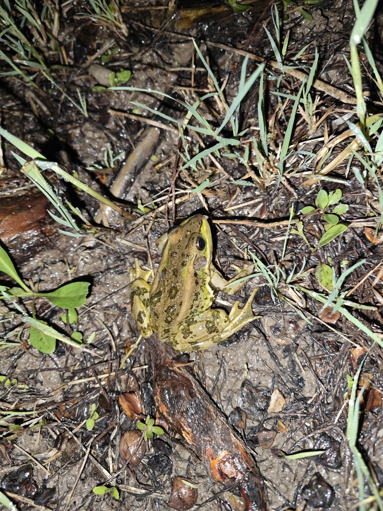 Eastern Golden Frog from Shanghai, Shanghai, CN on May 30, 2024 at 08: ...