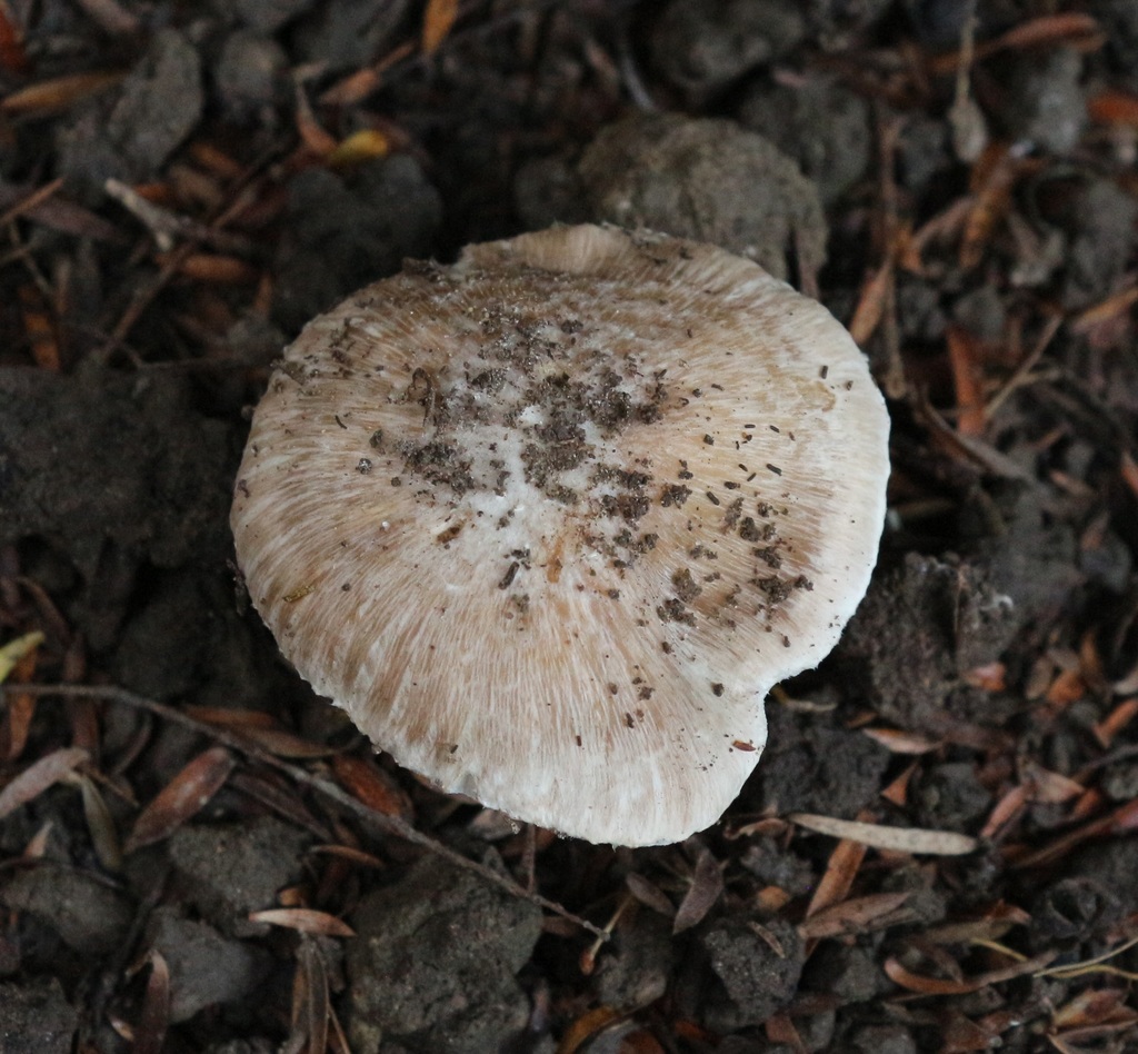 Fiber Caps from Howick, Mangemangeroa Valley Walkway on May 11, 2019 by ...