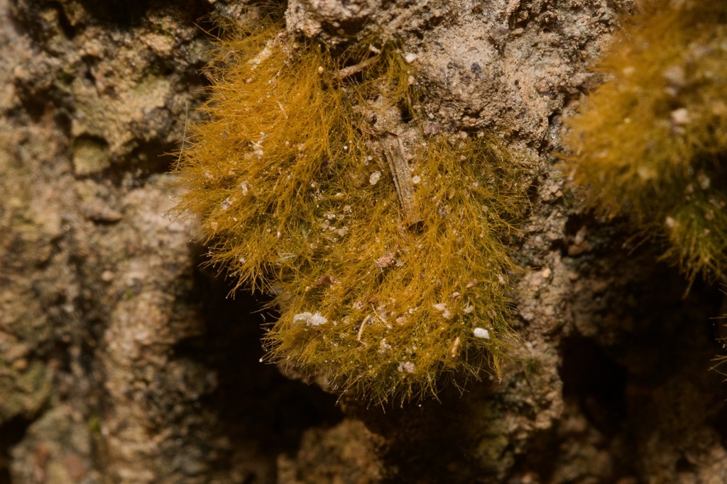 Ascomycete Fungi from GHVJ+424 Sirithan Waterfall, Tambon Ban Luang ...