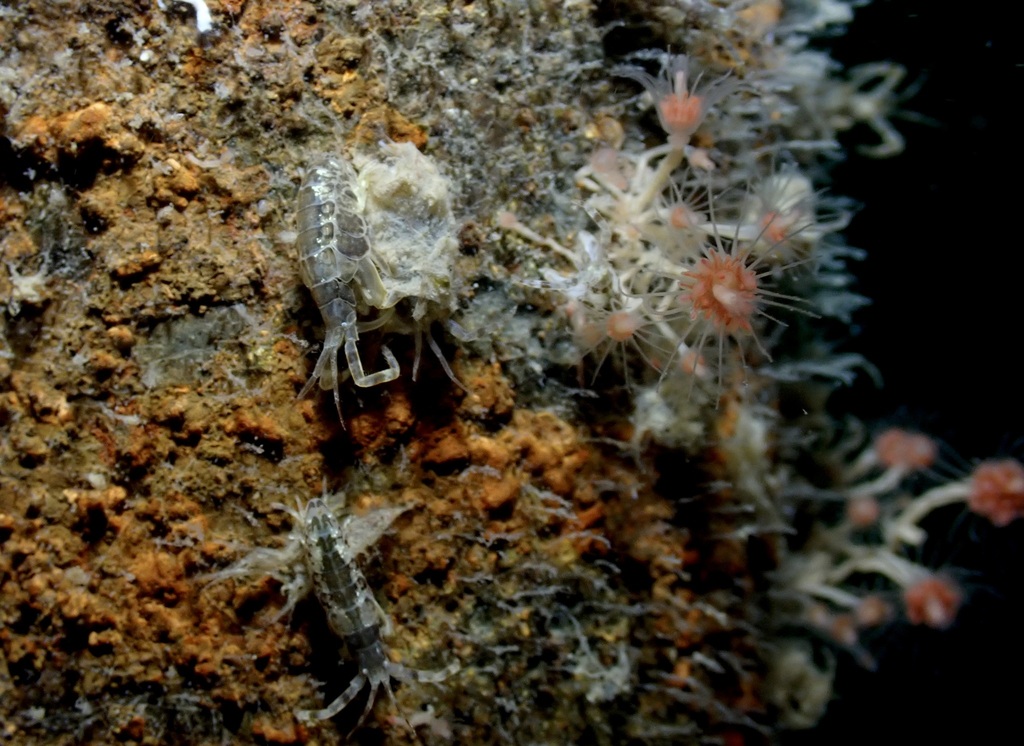 Ischyroceridae from Plymouth, England, United Kingdom on May 30, 2024 ...