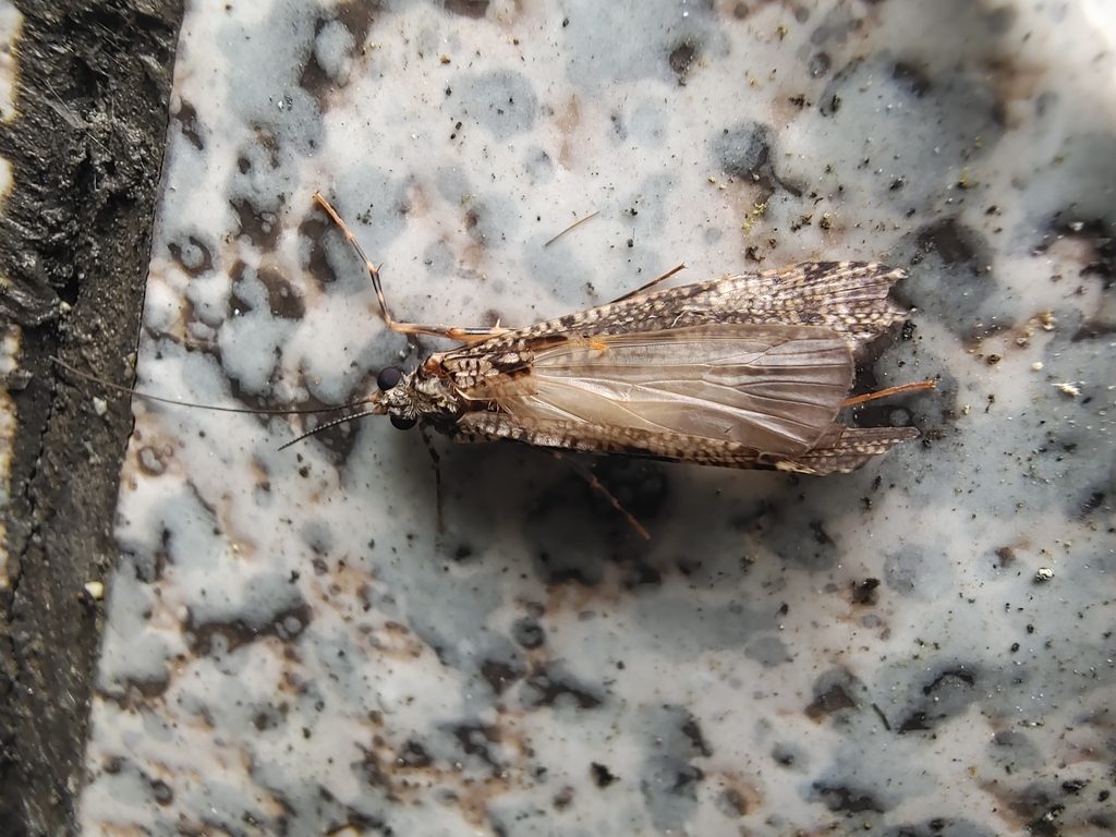 Stenopsyche marmorata from Yichun, CN-JX, CN on May 31, 2024 at 01:30 ...