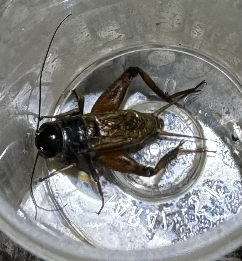Eastern Trilling Cricket from George Bush Park H&b Trail, Houston, TX ...