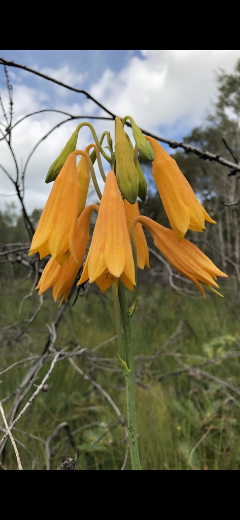 large Christmas bells (Blandfordia grandiflora) - Botanical Realm