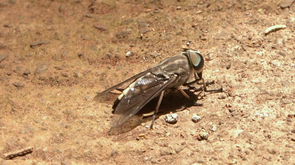 Tabanus rubidus from Jena, Panchgani, Maharashtra 412805, India on May ...