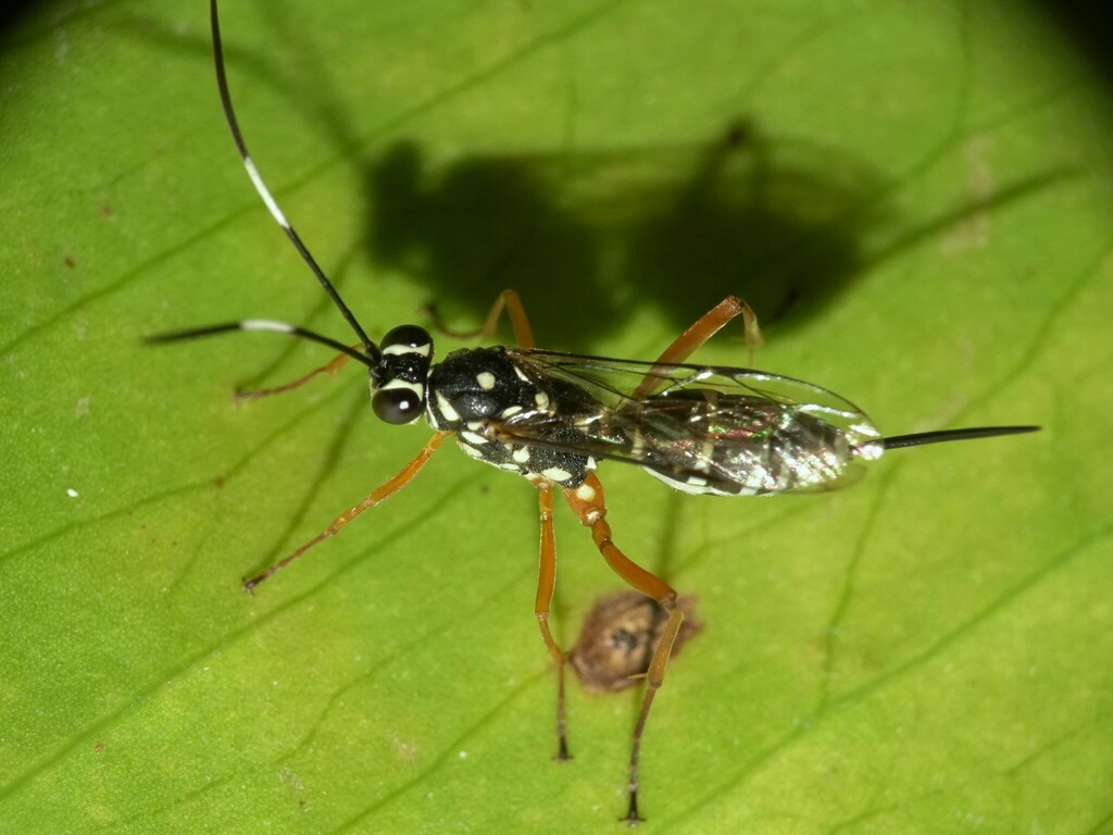 Cryptinae from Jena, Panchgani, Maharashtra 412805, India on May 6 ...