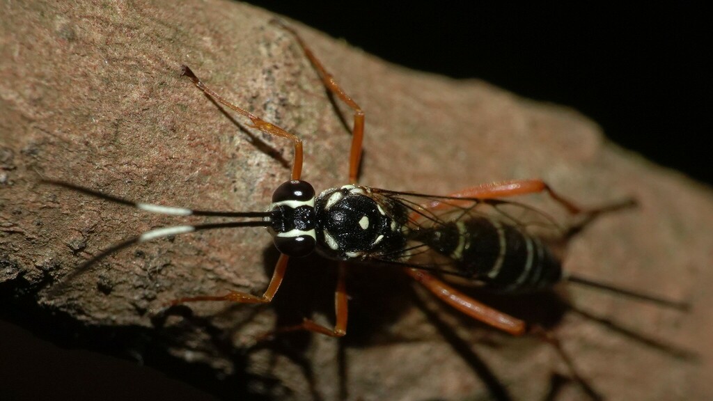 Cryptinae from Jena, Panchgani, Maharashtra 412805, India on May 7 ...
