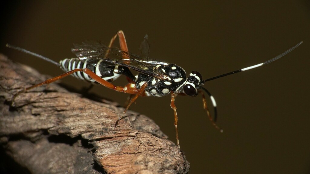 Cryptinae from Jena, Panchgani, Maharashtra 412805, India on May 8 ...