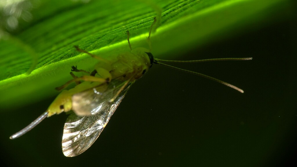 Xanthopimpla from Jena, Panchgani, Maharashtra 412805, India on May 7 ...