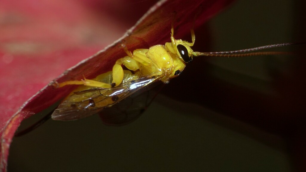 Xanthopimpla punctata from Jena, Panchgani, Maharashtra 412805, India ...