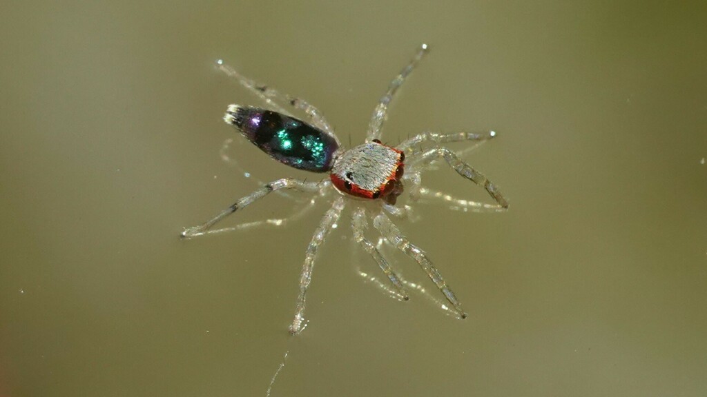Chrysilla volupe from Jena, Panchgani, Maharashtra 412805, India on May ...